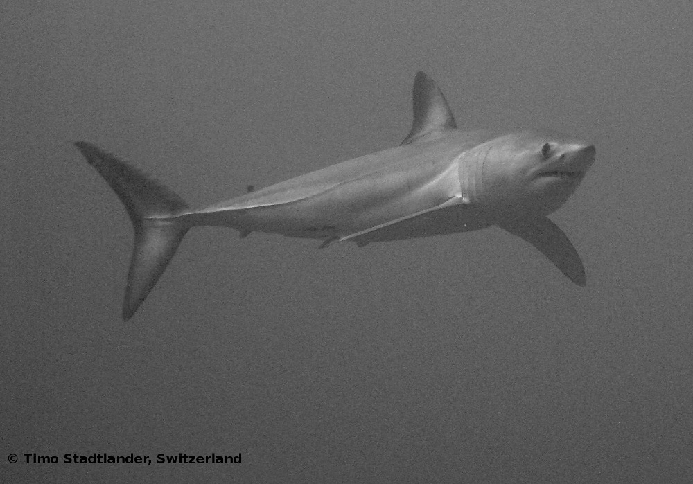 Isurus oxyrinchus | Shark-References