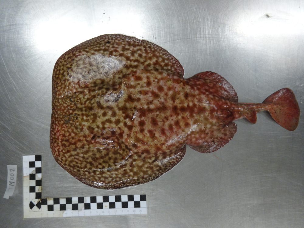 Torpedo marmorata | Shark-References