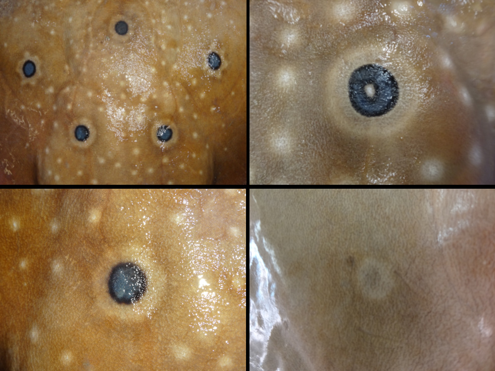 Torpedo torpedo | Shark-References