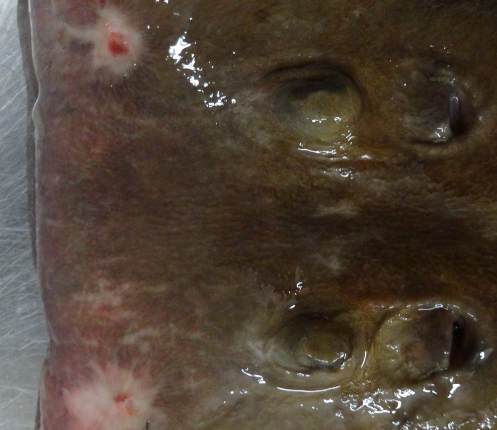 Torpedo torpedo | Shark-References