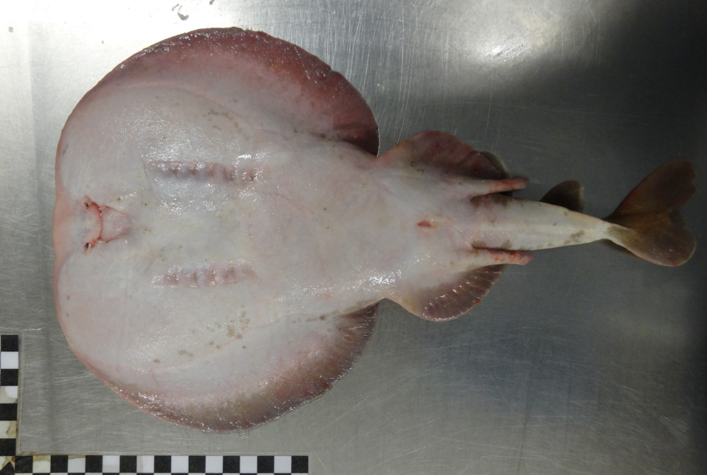 Torpedo torpedo | Shark-References