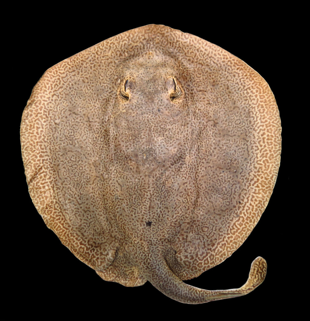 Urobatis pardalis | Shark-References