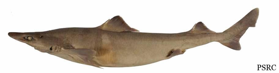 Centrophorus westraliensis | Shark-References