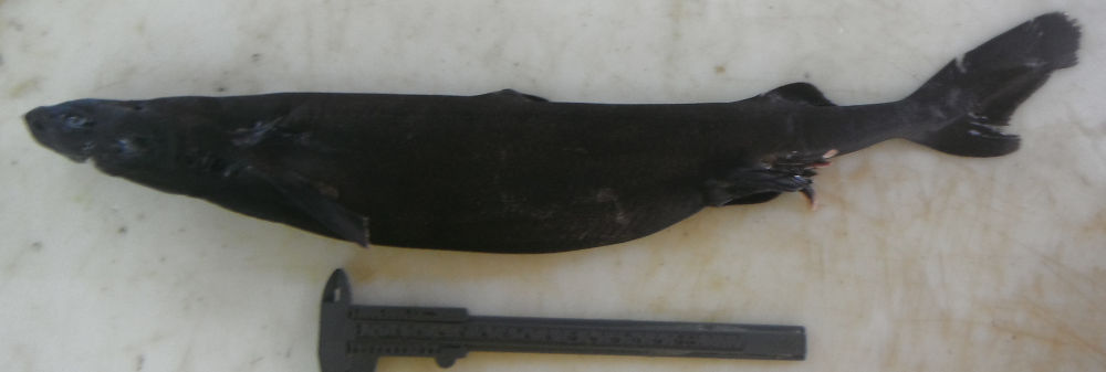 Zameus squamulosus | Shark-References