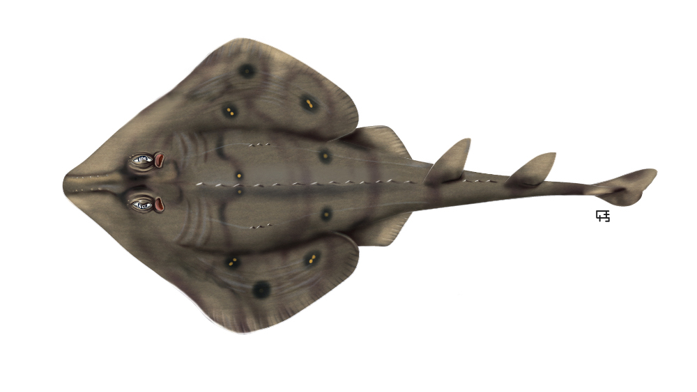 Zapteryx xyster | Shark-References