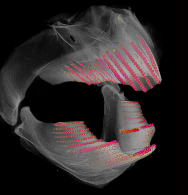 Hydrolagus pallidus | Shark-References