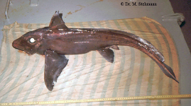 Hydrolagus affinis | Shark-References