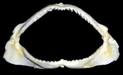 Eusphyra blochii | Shark-References