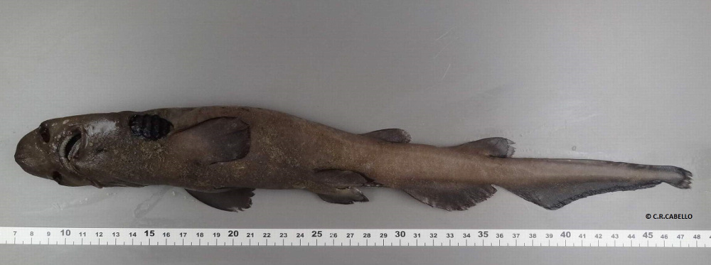 Apristurus aphyodes | Shark-References