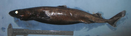 Etmopterus pusillus | Shark-References