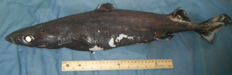 Etmopterus granulosus | Shark-References