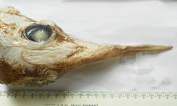 Harriotta raleighana | Shark-References